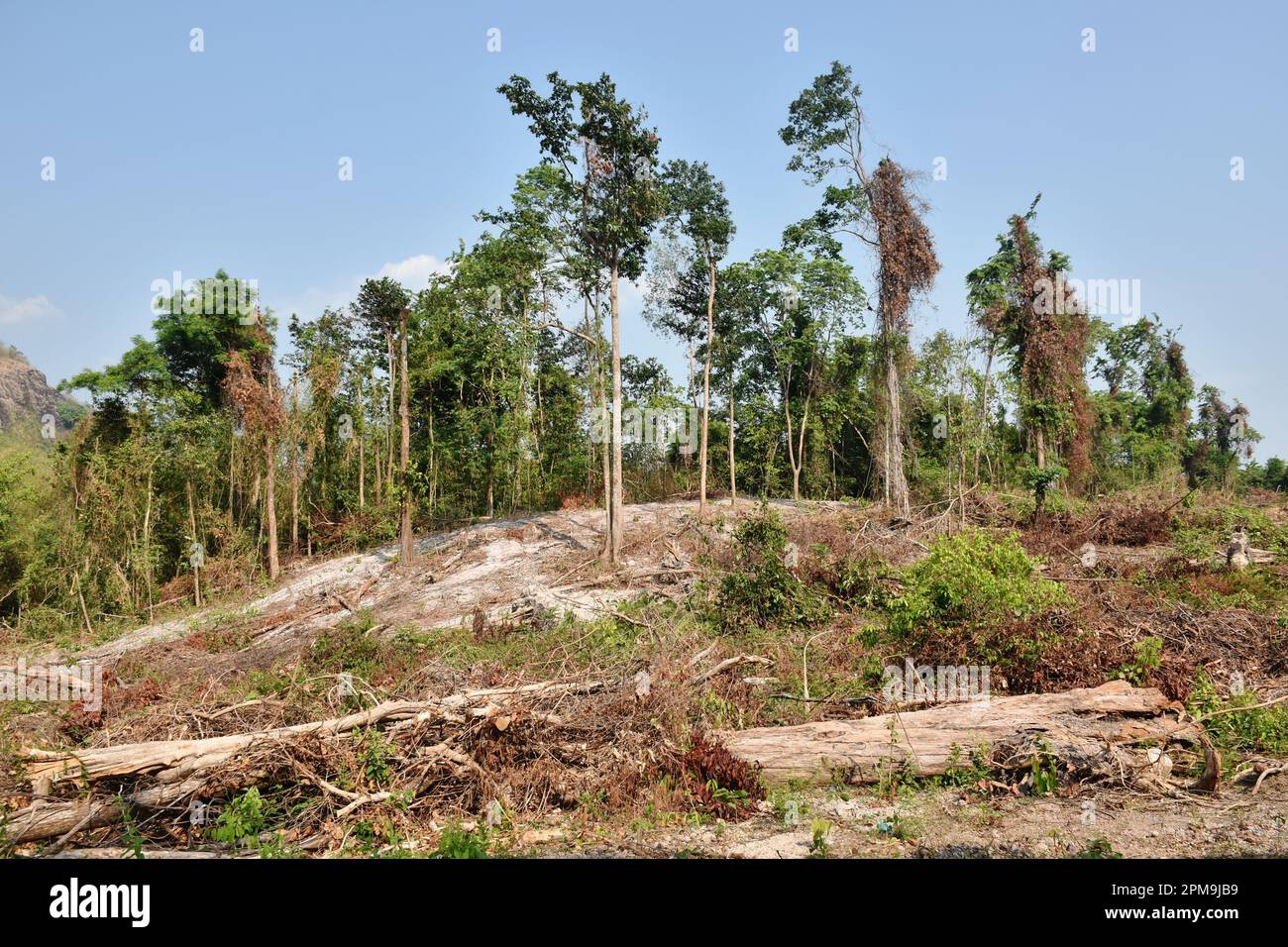 timber and wood cutting on ground deforestation problem of the world ...
