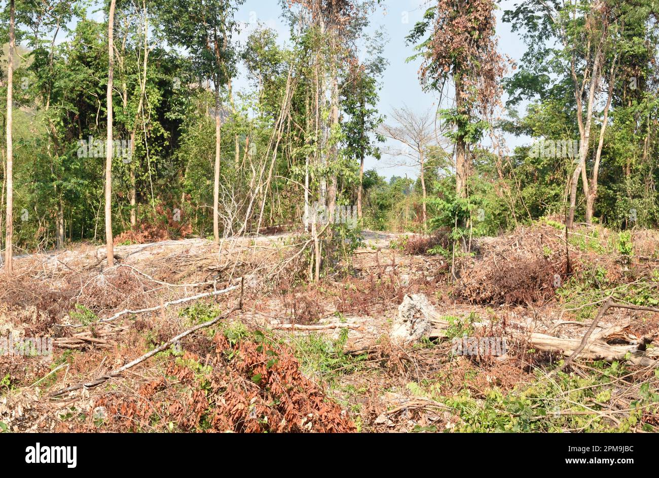 timber and wood cutting on ground deforestation problem of the world ...