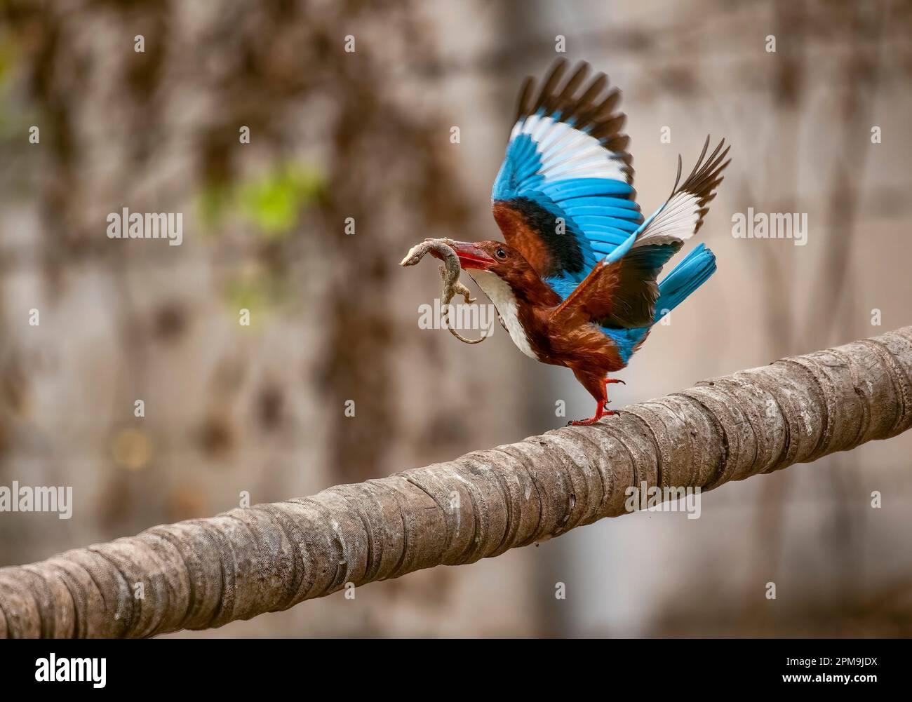 ART OF NATURE Stock Photo - Alamy