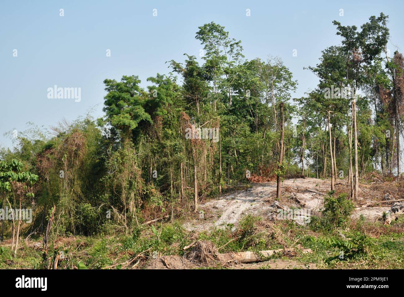 timber and wood cutting on ground deforestation problem of the world ...