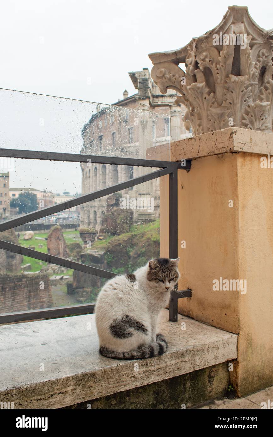 Roman cat resting in a courtyard with Theatre of Marcello and roman ...