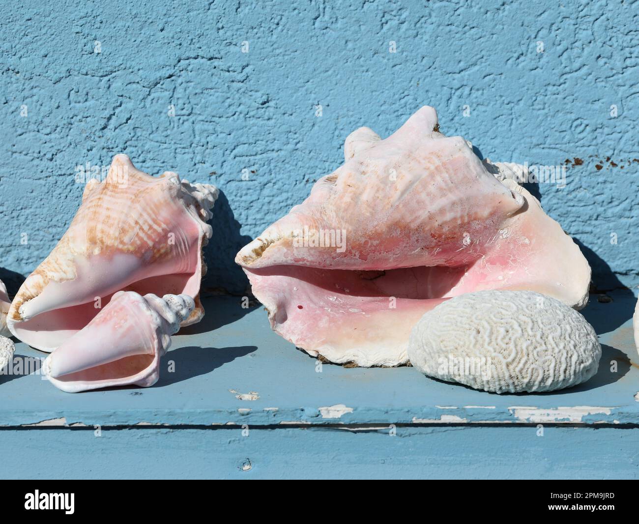Conch shells on display at a beachside property in Sint Maarten Stock ...
