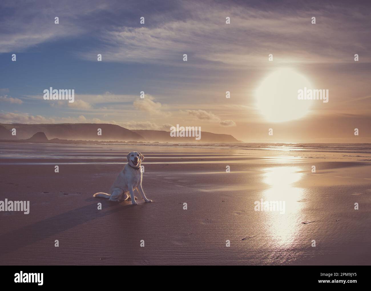 Purebred labrador retriever on sandy beach at sunset Stock Photo - Alamy