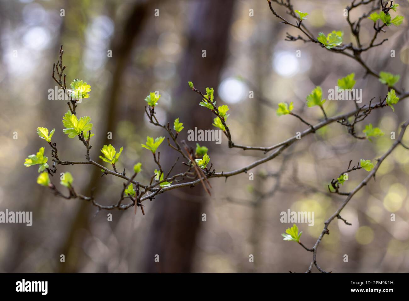 tree branch with blurry forest background Stock Photo - Alamy