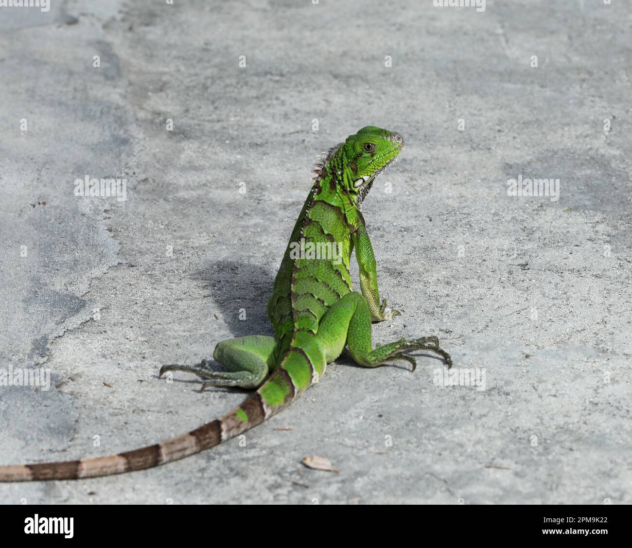 Green Iguana soaking up the sun on the Caribbean island of Sint Maarten ...