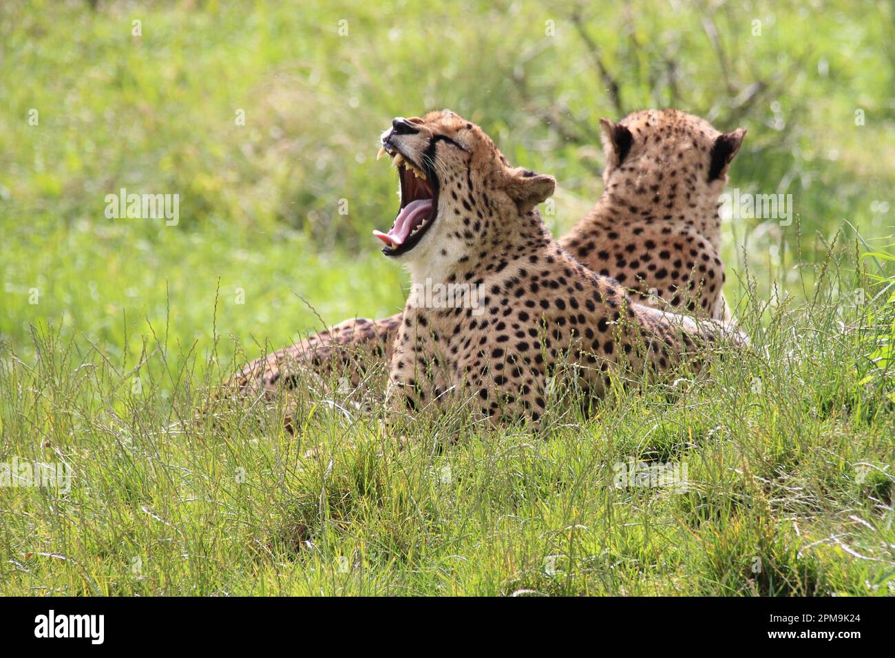 cheetah in a zoo in france Stock Photo - Alamy