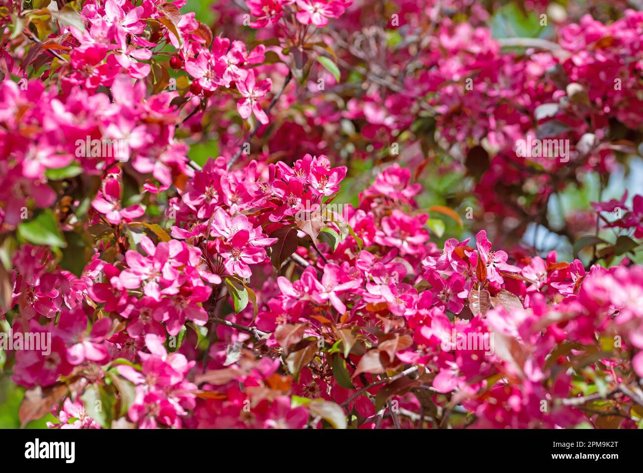 Flowering ornamental apple tree in spring Stock Photo - Alamy