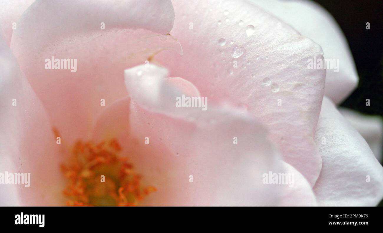 Raindrops on rose petals. Macro soft focus image of raindrops on pale ...