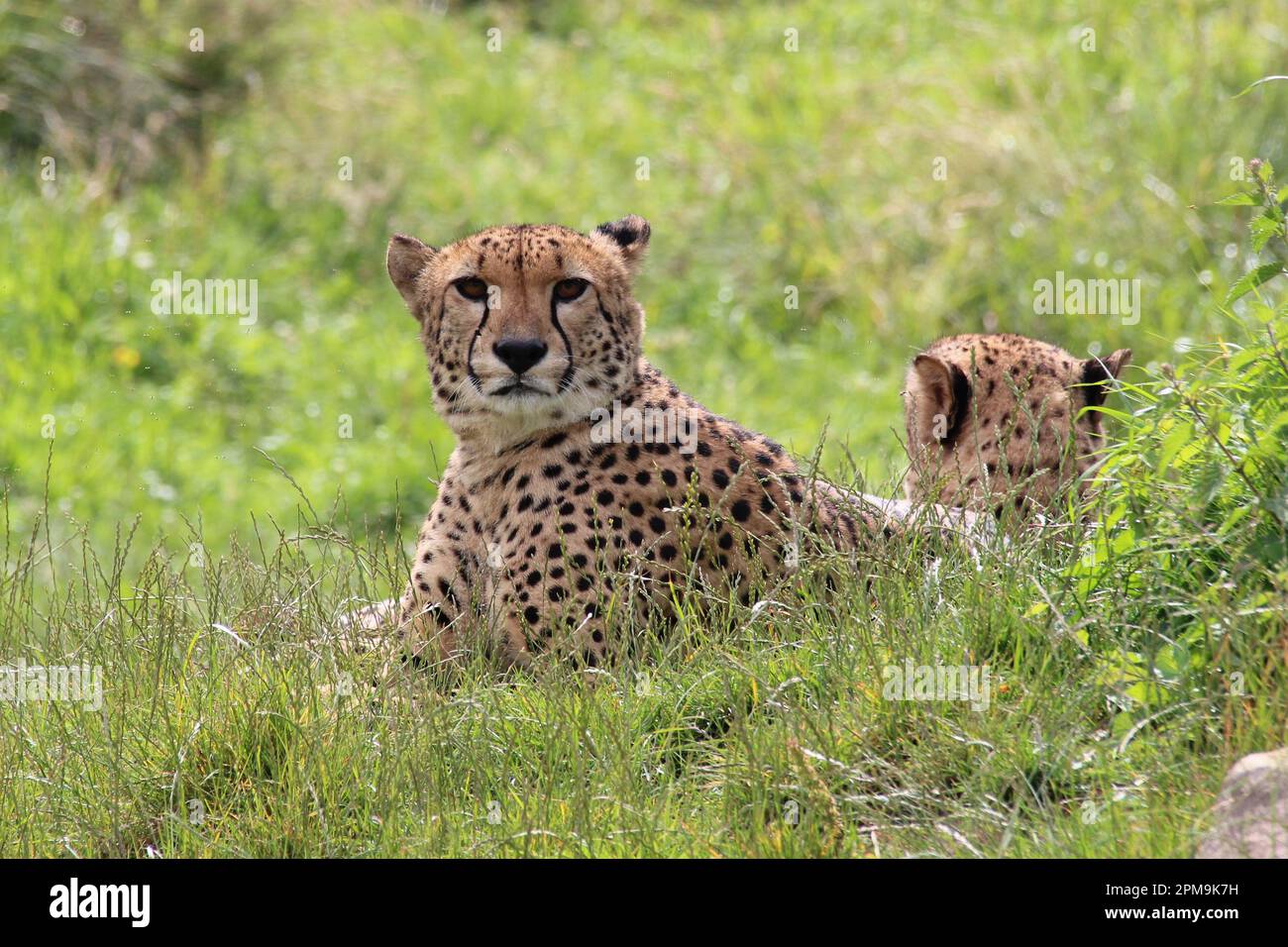 cheetah in a zoo in france Stock Photo - Alamy