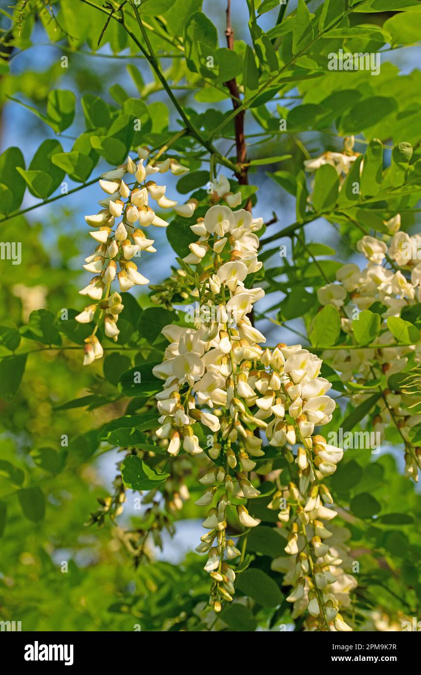 Blooming black locust, Robinia pseudoacacia, in spring Stock Photo - Alamy