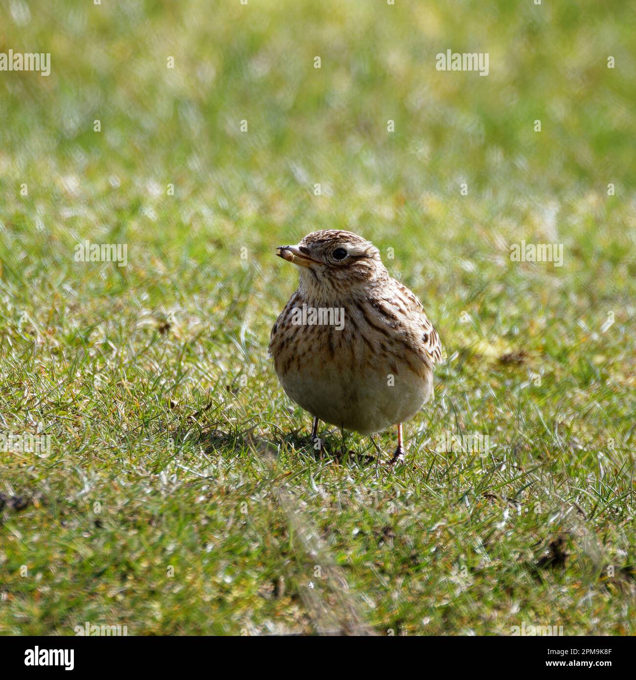 Meadow Pipit (Anthus pratensis Stock Photo - Alamy