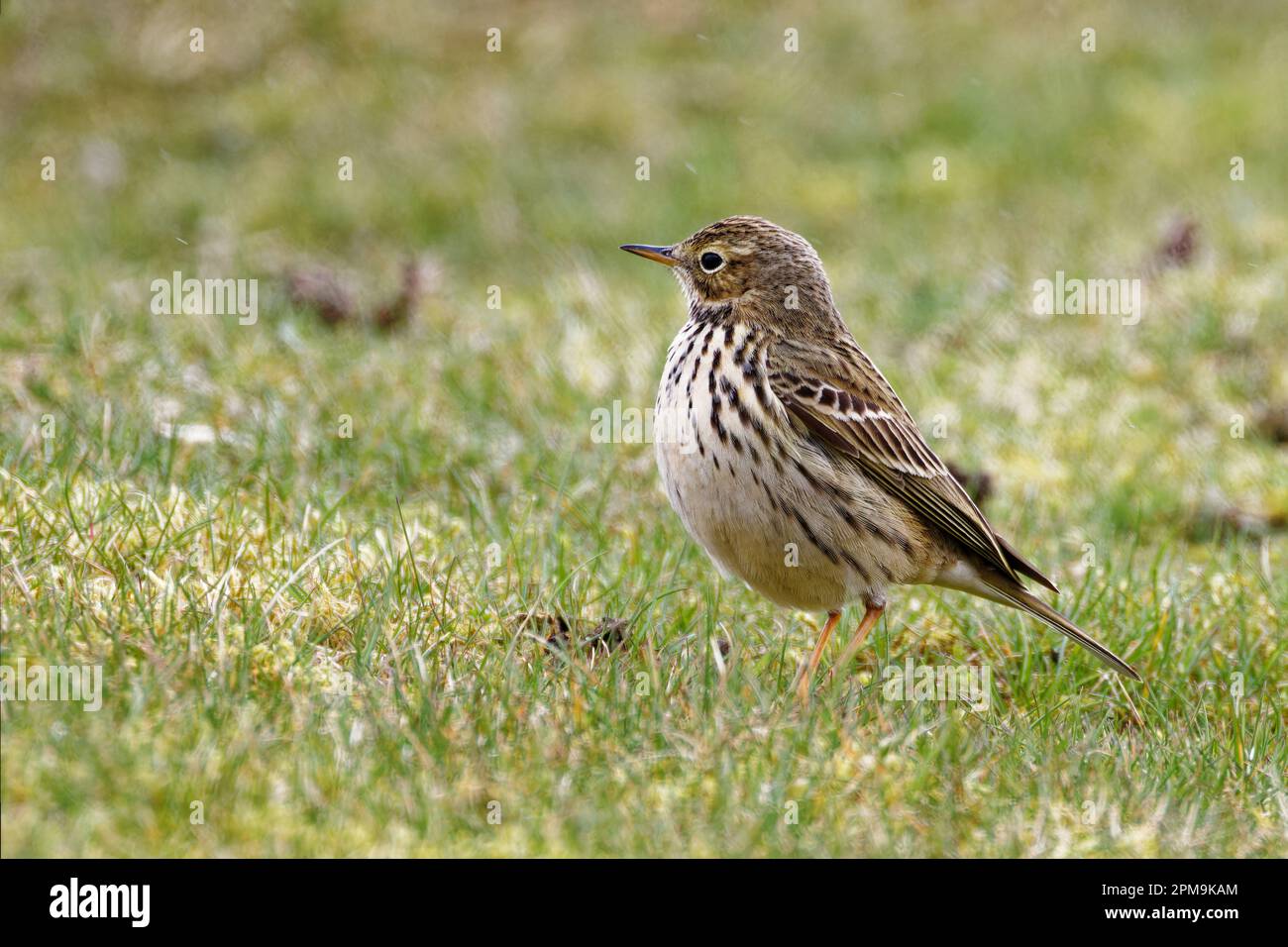 Meadow Pipit (Anthus pratensis Stock Photo - Alamy