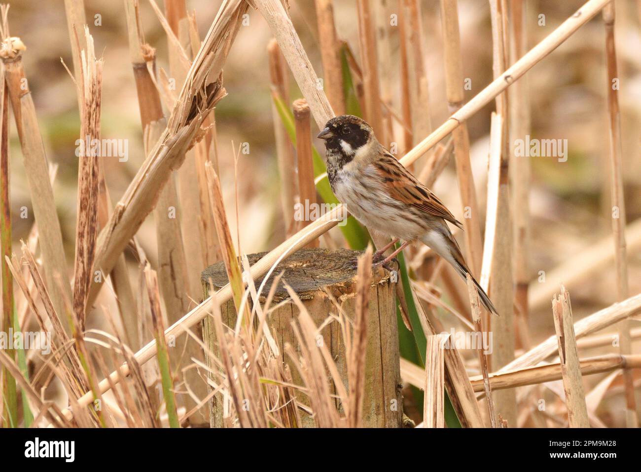 Uk reedbeds hi-res stock photography and images - Alamy