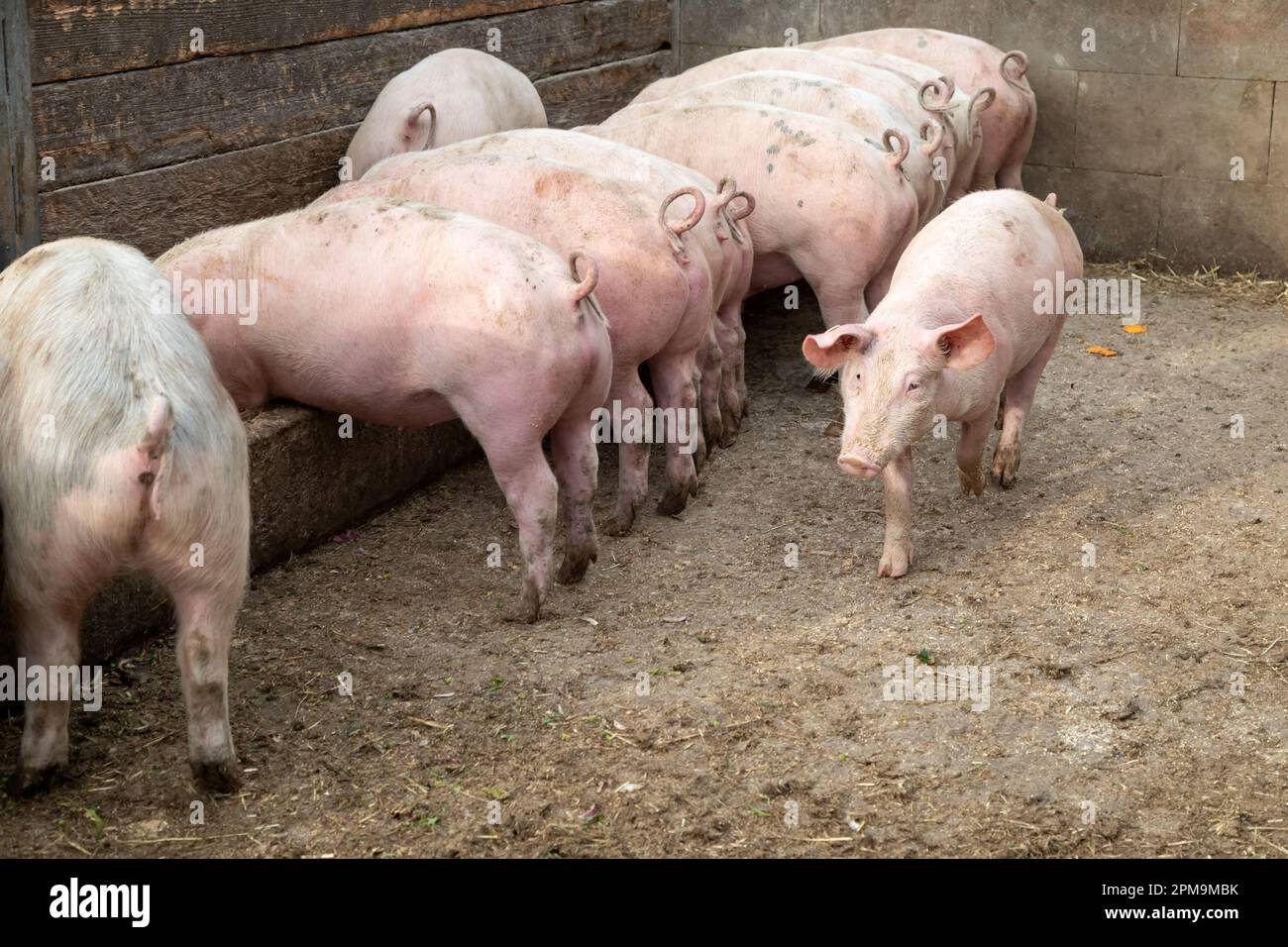 pigs on the farm eat from the trough Stock Photo - Alamy