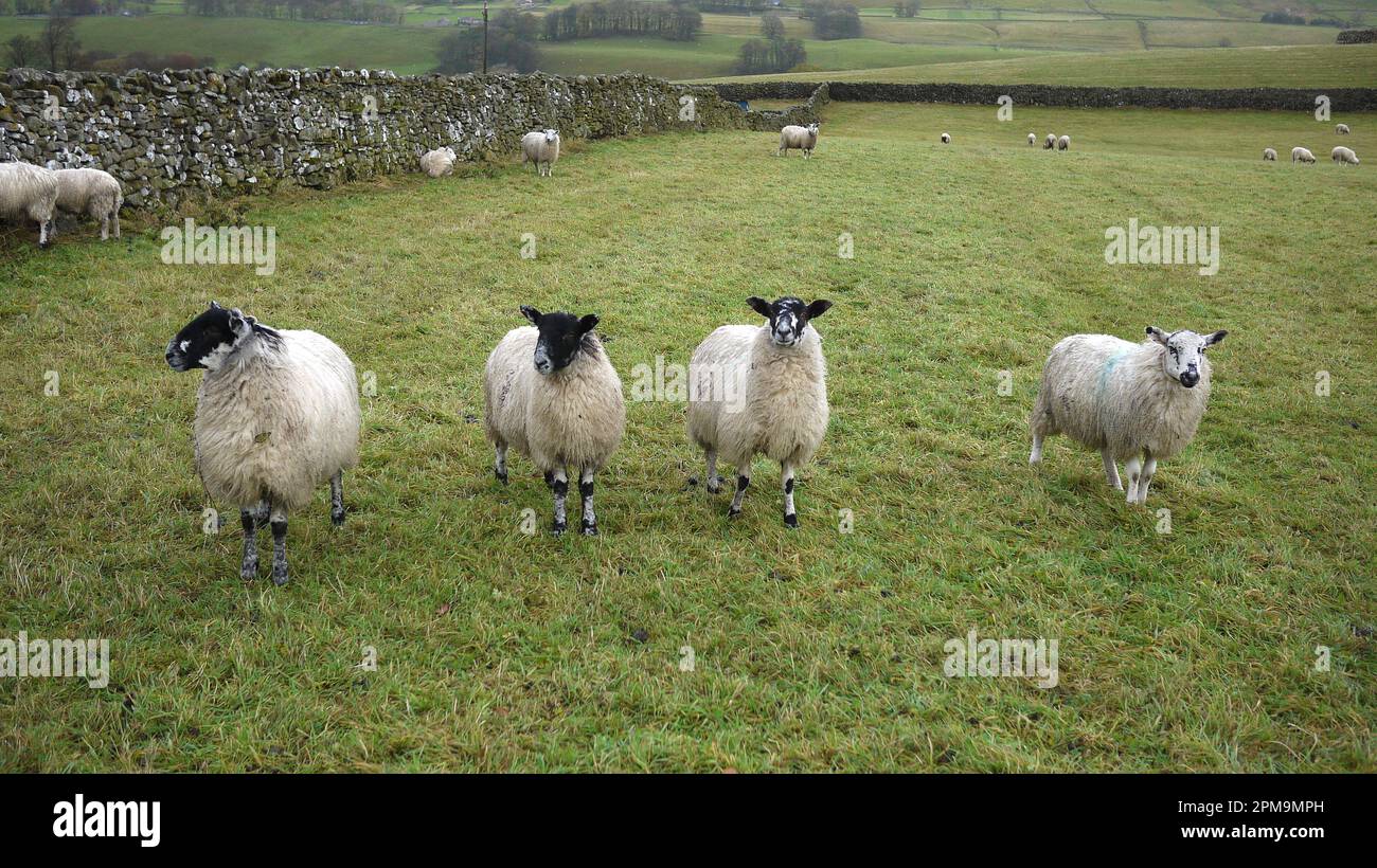 four sheep on patrol Stock Photo - Alamy