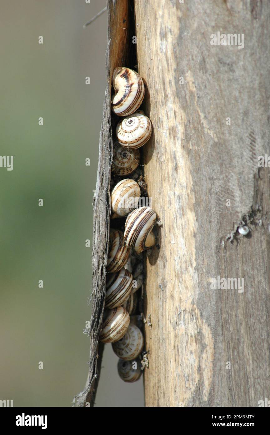 Hibernating snails hi-res stock photography and images - Alamy
