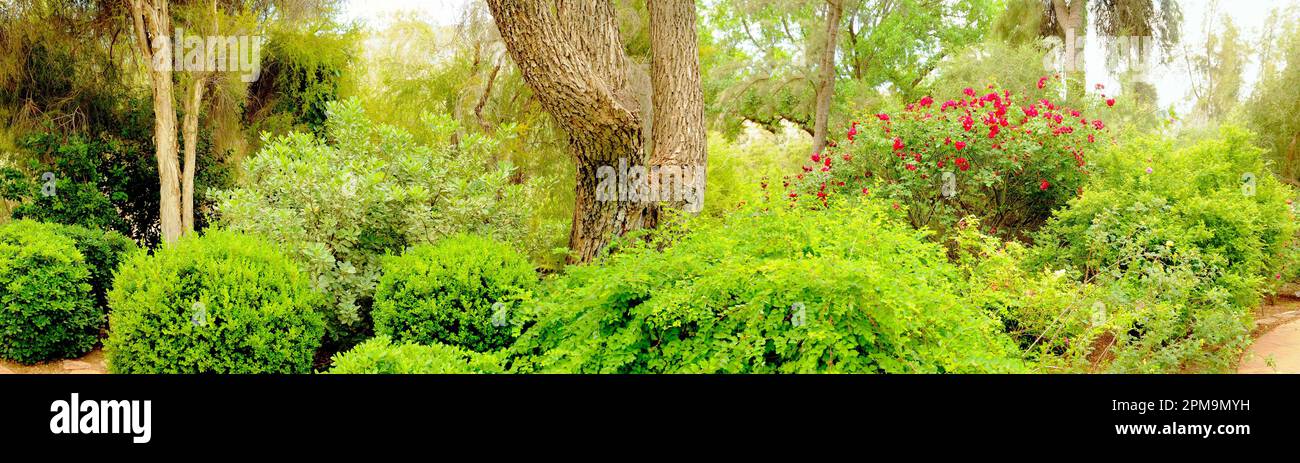 Panorama of a jungle garden in the desert Stock Photo - Alamy