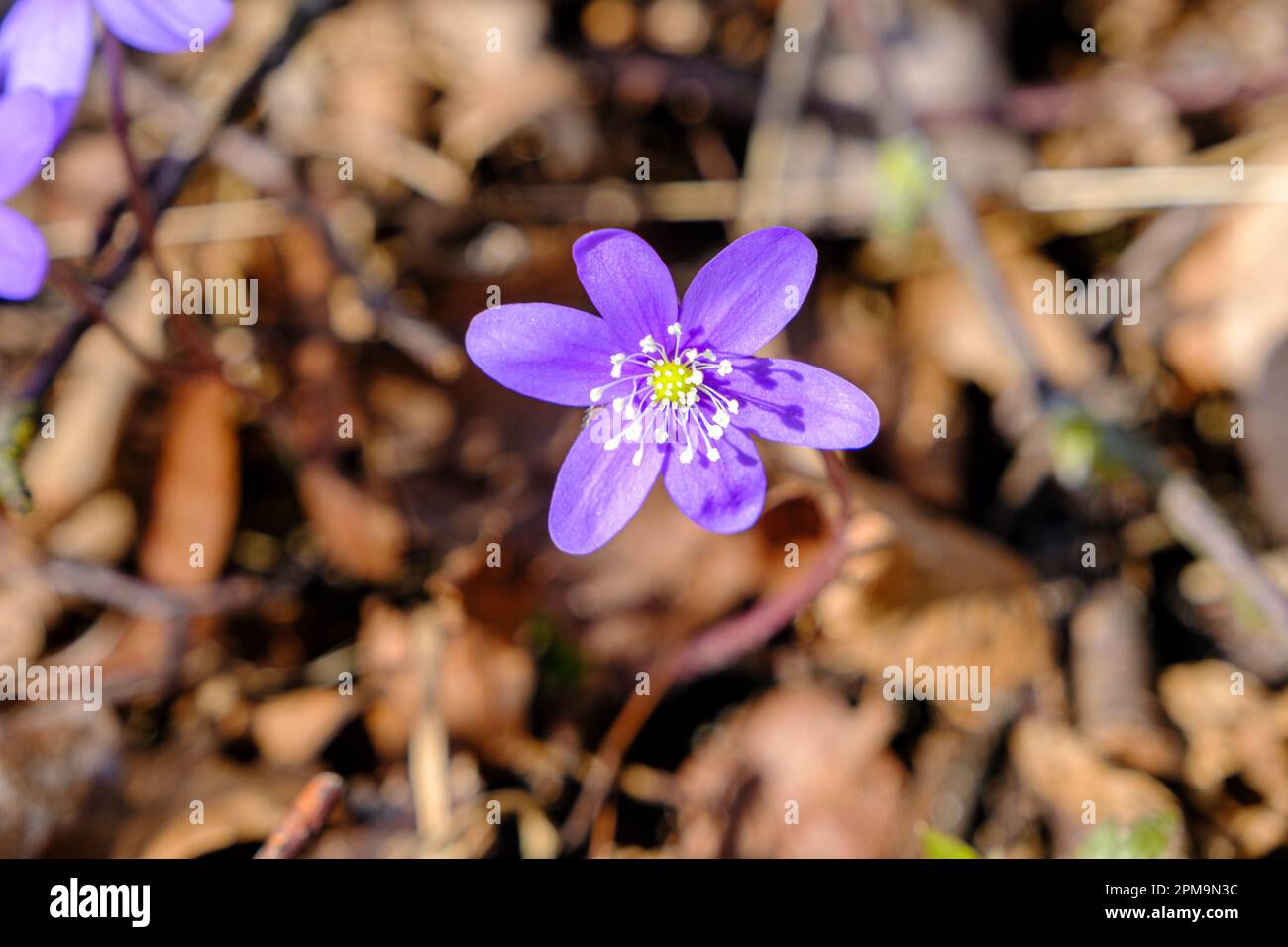 Hepatica is an early spring flower with multiple blue and purple ...