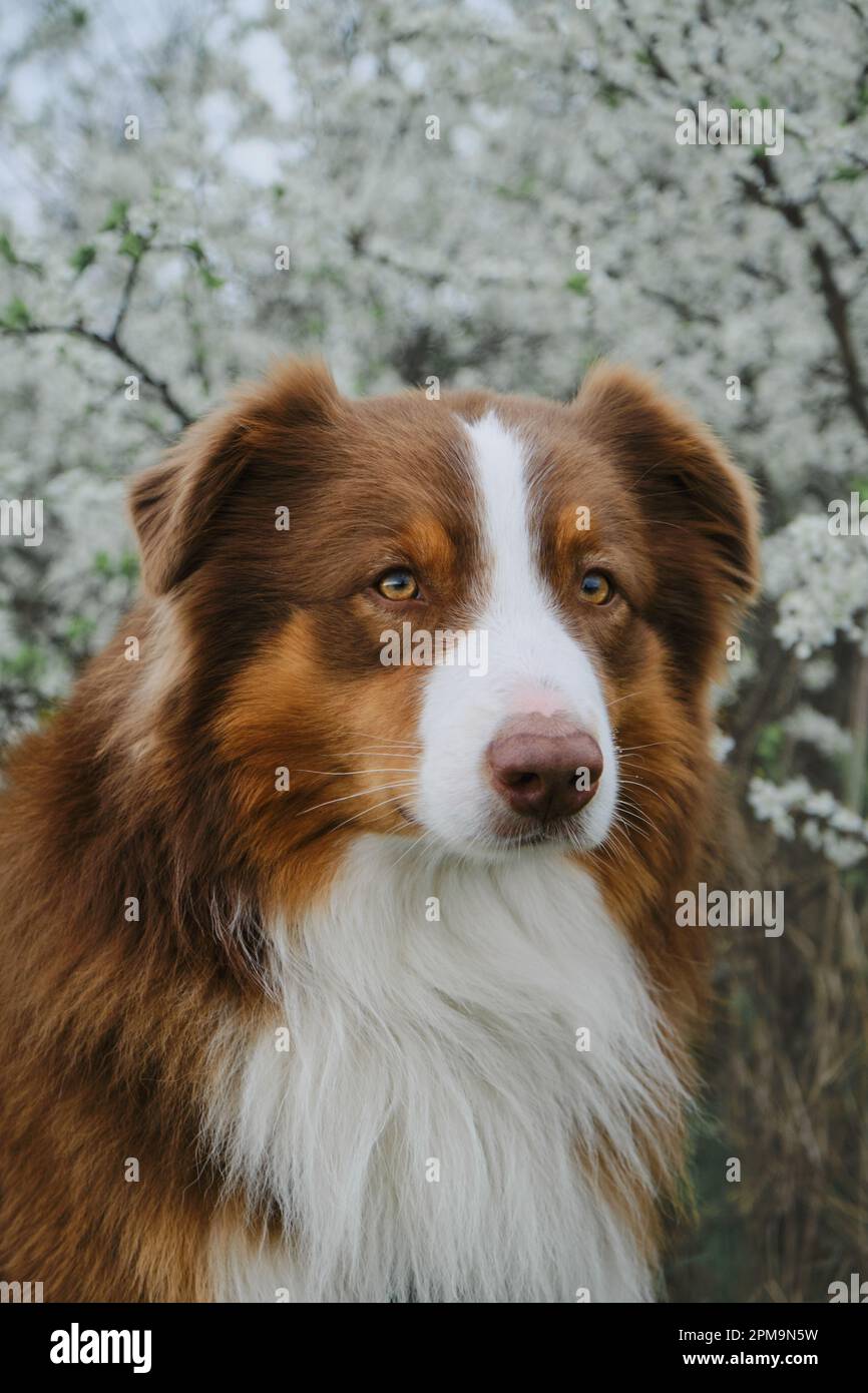 Brown Merle Australian Shepherd