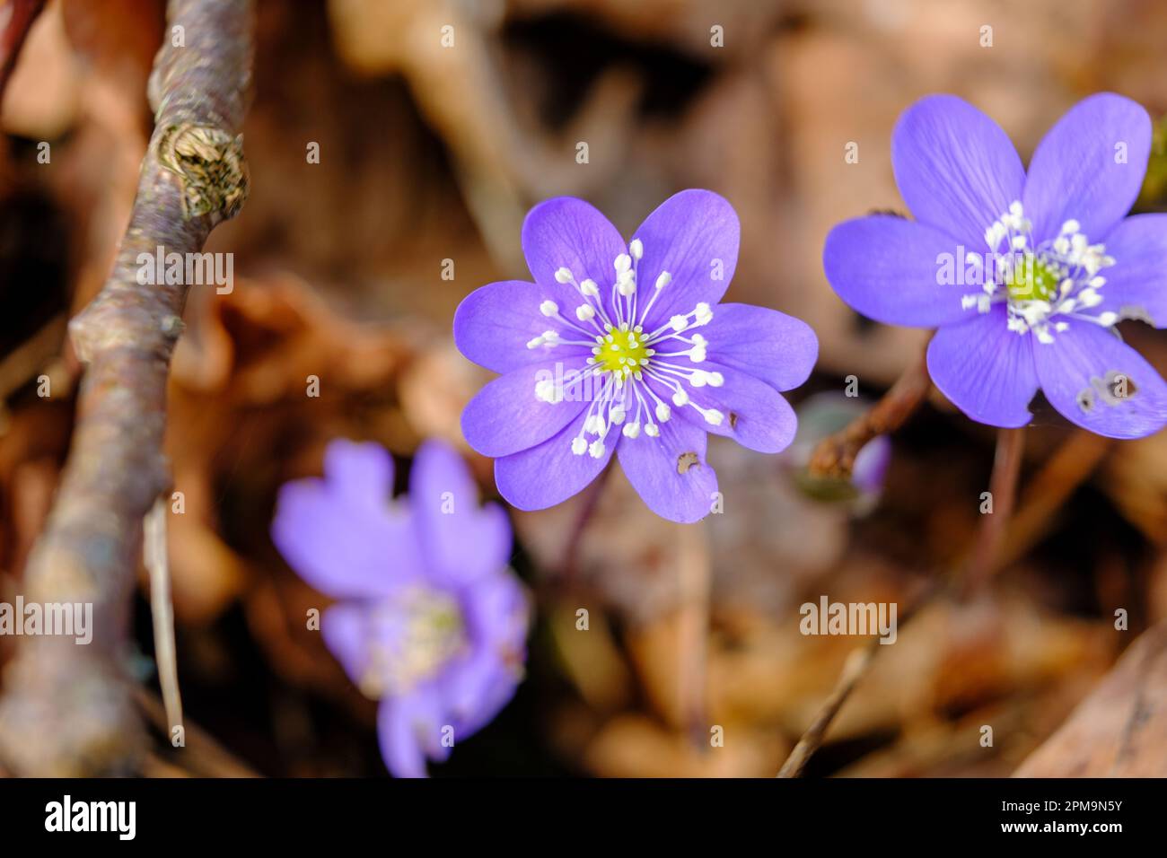 Hepatica is an early spring flower with multiple blue and purple ...