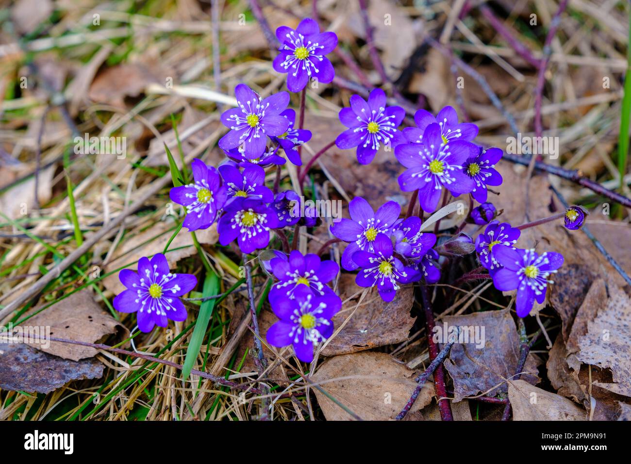 Hepatica is an early spring flower with multiple blue and purple blossoms growing on the forest ...