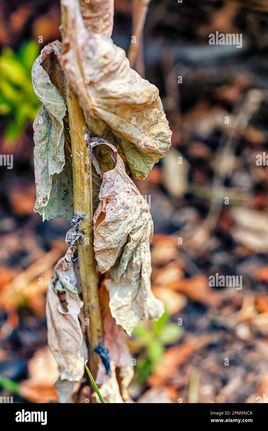 A close up of dead leaves, of a garden plant, suspended in the air from ...