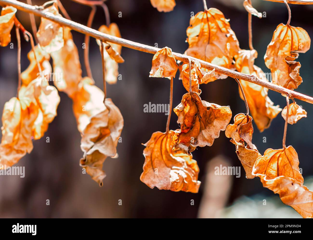 A close up of dead leaves, of a garden plant, suspended in the air from a dead branch Stock ...