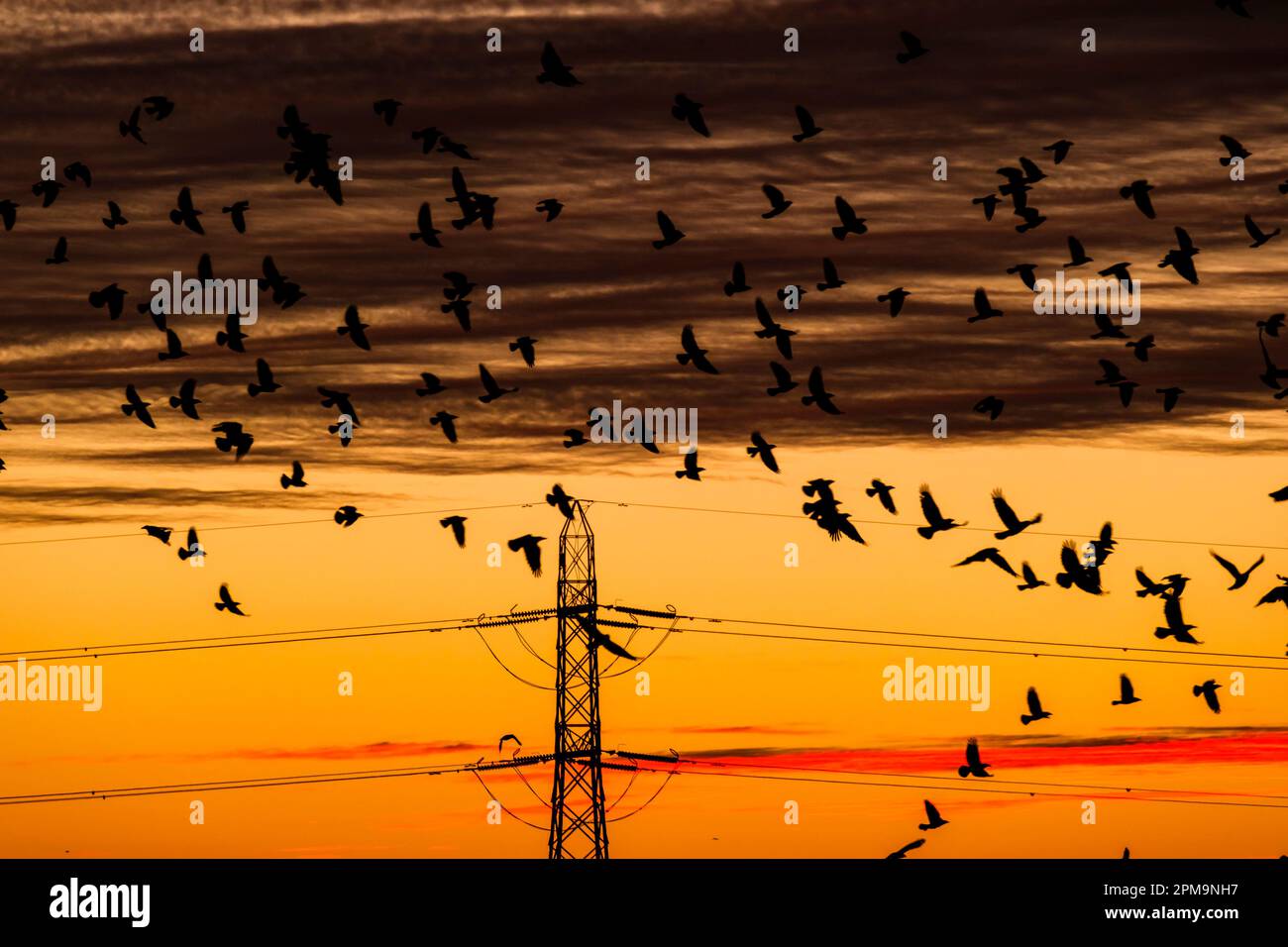 A flock of birds silhoutted against a deeply coloured sky at sunset ...