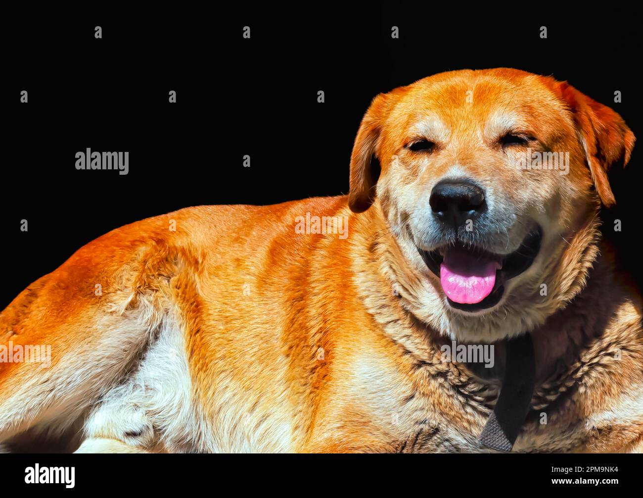 A portrait of a German Shepherd Lab mix pet dog Stock Photo - Alamy