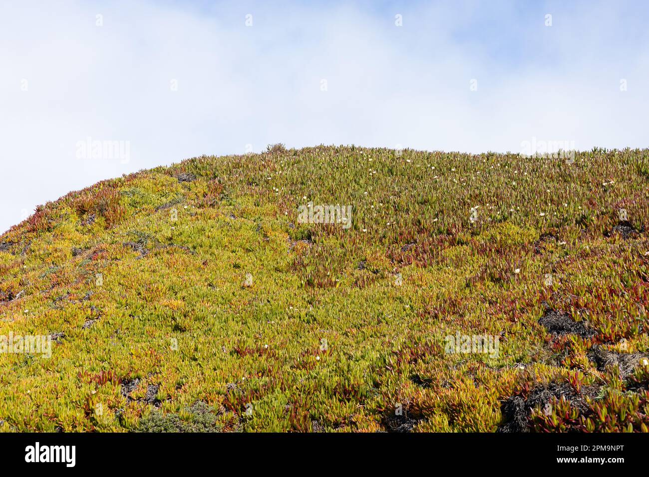 Colorful ice plant on a hillside on a spring day at Bodega Head on the ...
