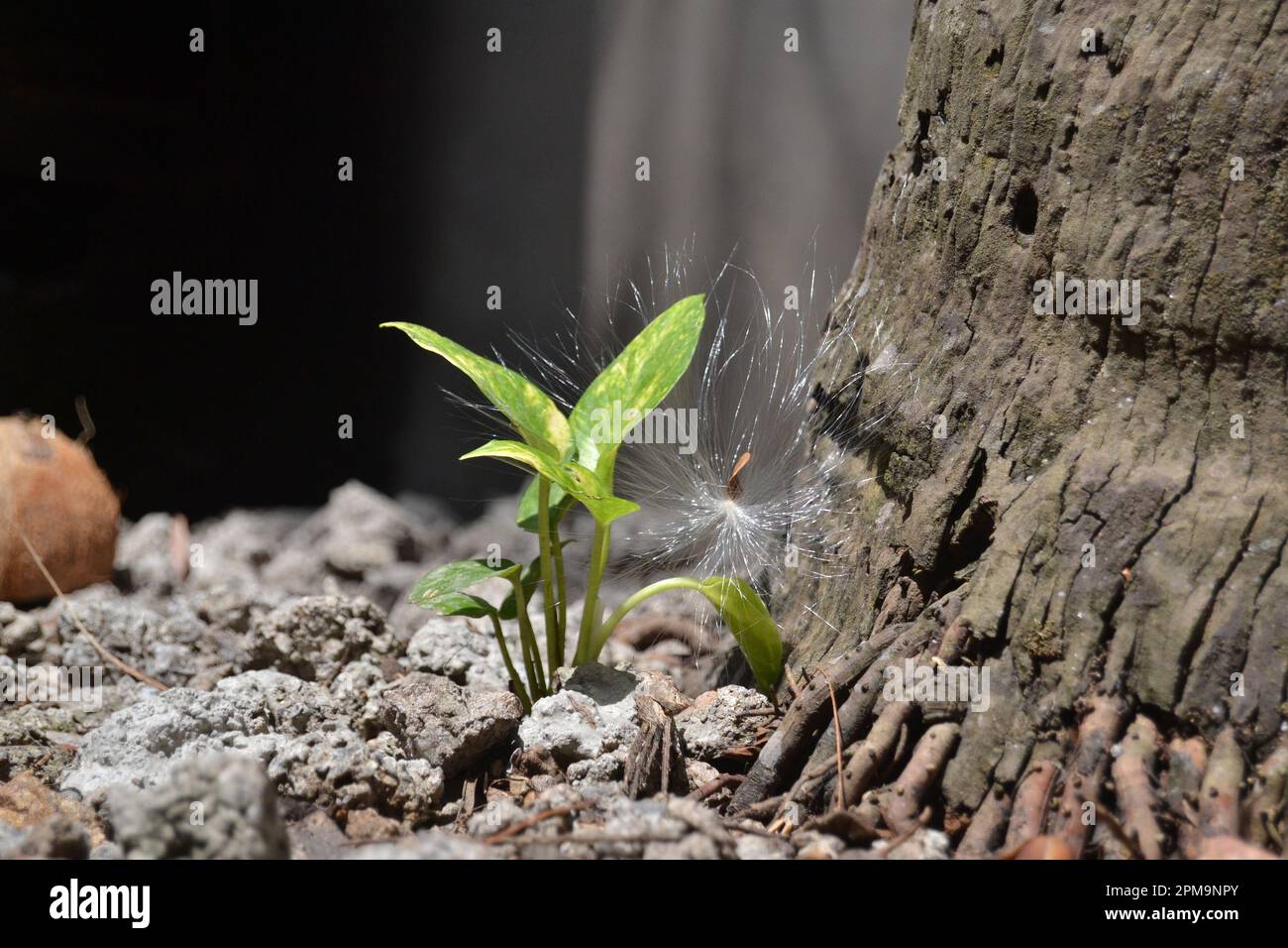 In this stunning DSLR photo, an appoppanthadi and a small plant come ...