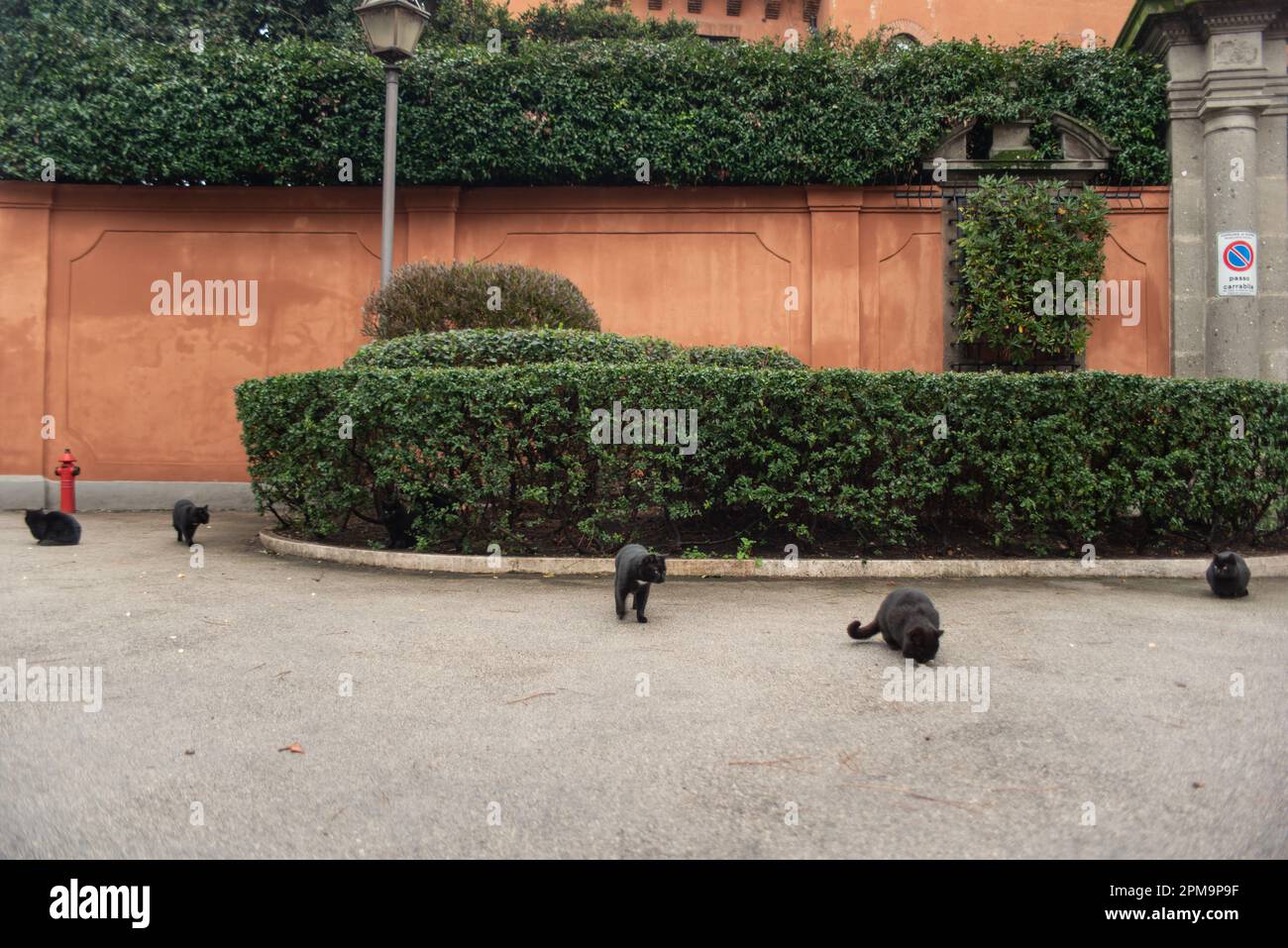 Five black cats on the streets of Rome, Italy Stock Photo - Alamy