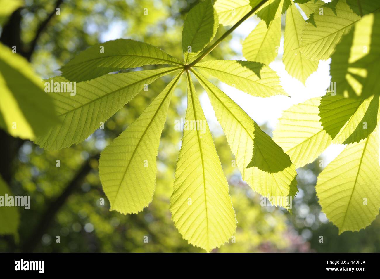 Horse Chestnut tree Stock Photo - Alamy