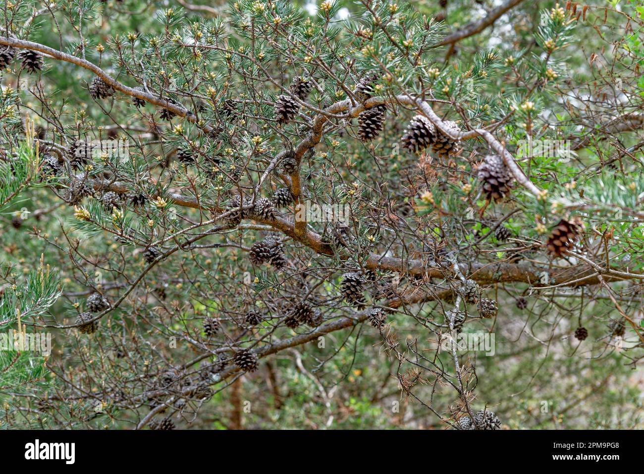 Branches of a pine tree with last season pinecones still attached that ...