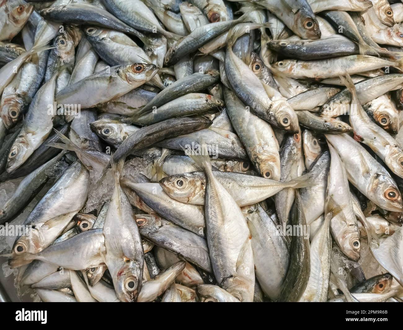 Detailed view of several sardines, whole fresh fish surrounded by ...