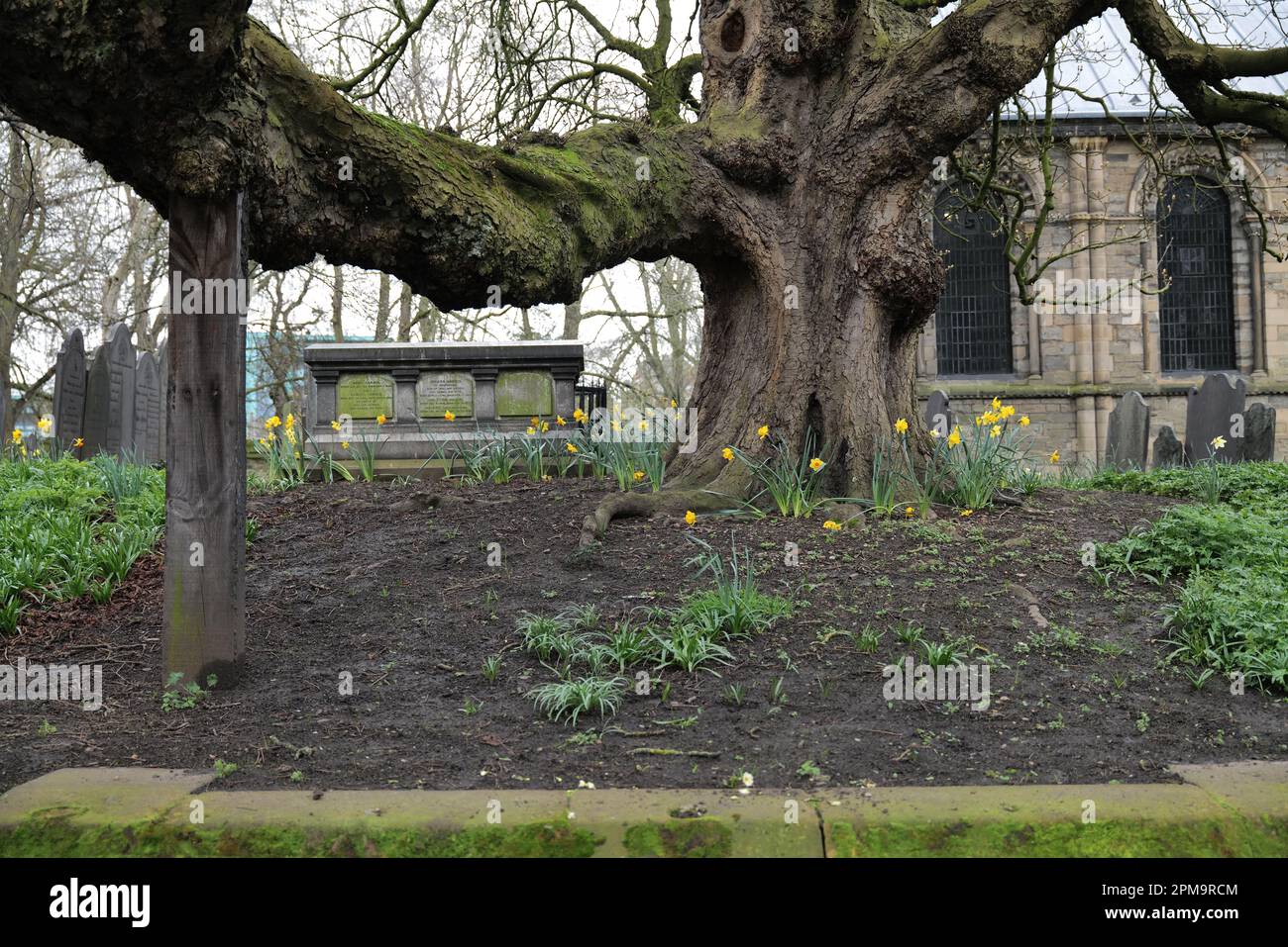 A curved branch of an old tree is supported by a post in a medieval ...