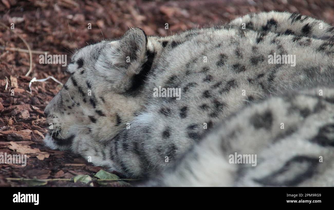 snow leopard in a zoo in france Stock Photo - Alamy
