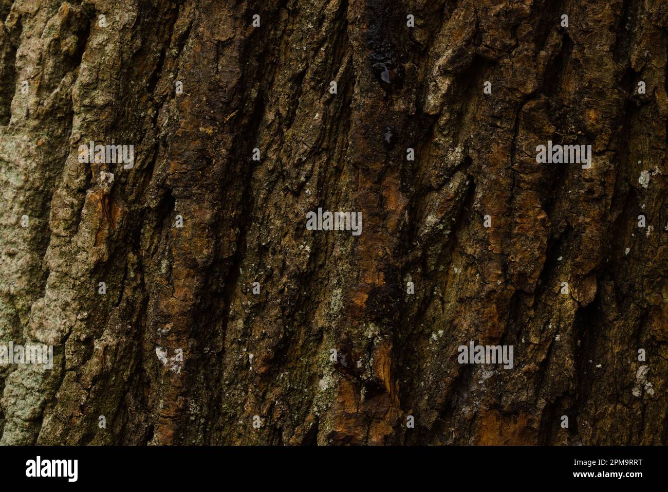 Fresh wood texture hi-res stock photography and images - Alamy