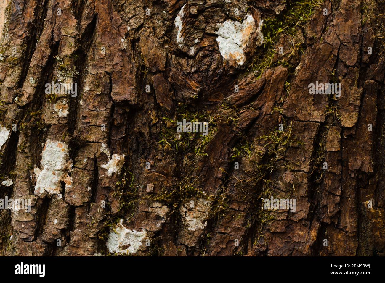 Maple wood texture hi-res stock photography and images - Alamy
