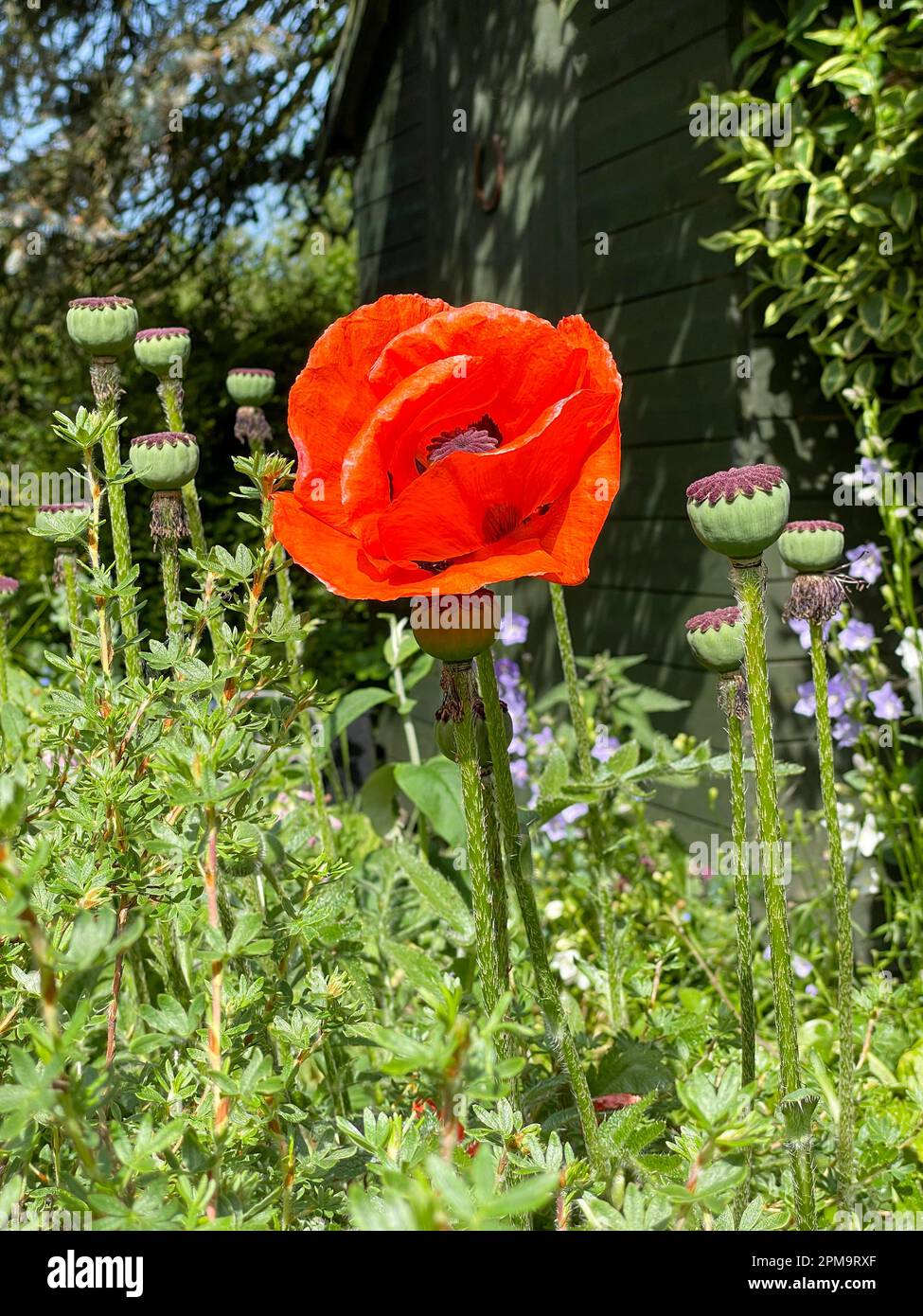 The Poppy Garden Stock Photo - Alamy