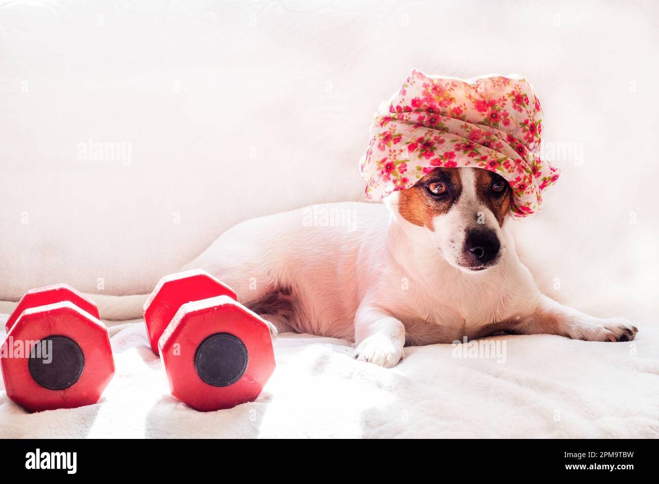 funny jack russell terrier in a turban near big red dumbbells before ...