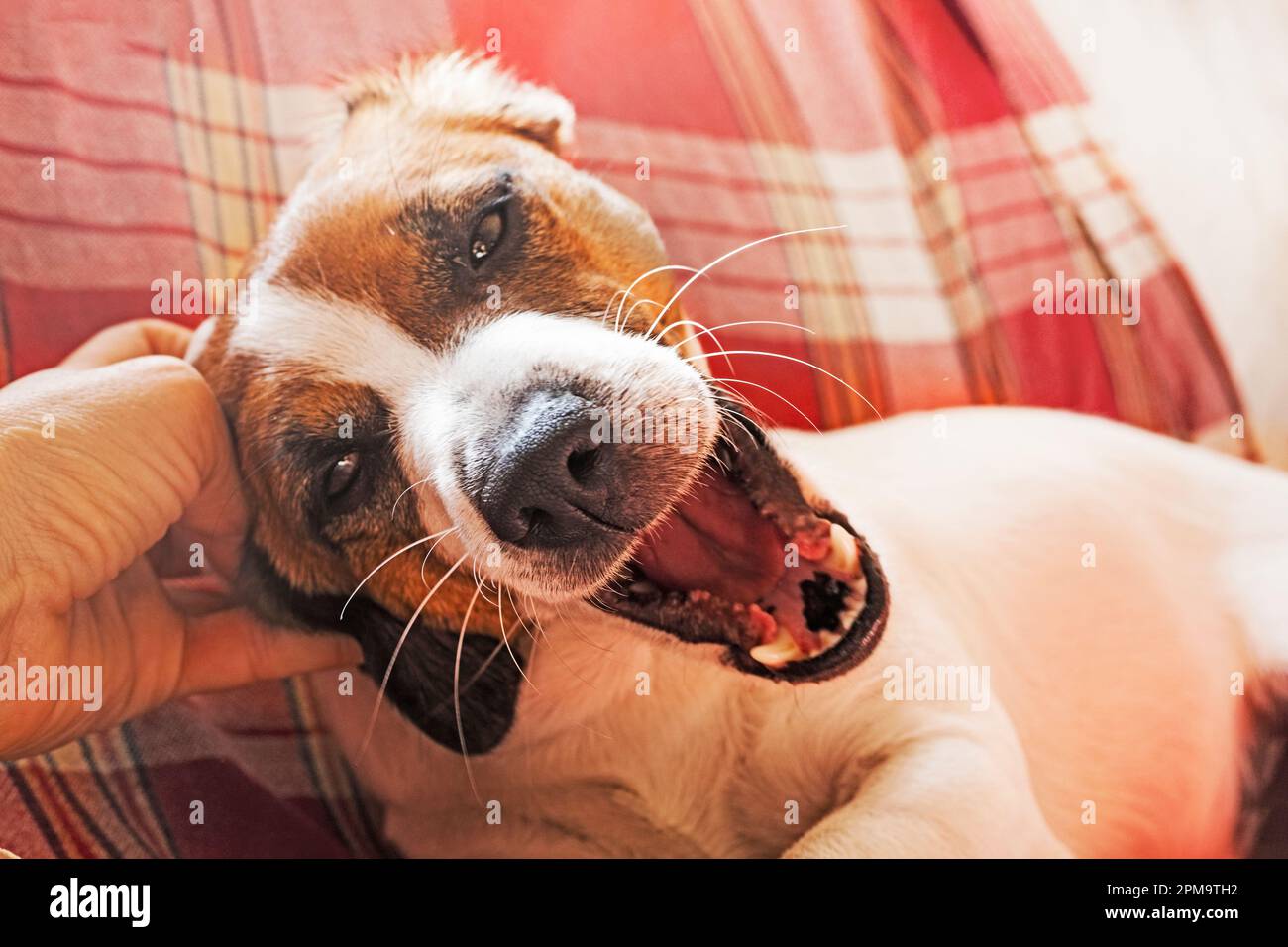 hand scratching the ear of a cute jack russell terrier. Animal care ...
