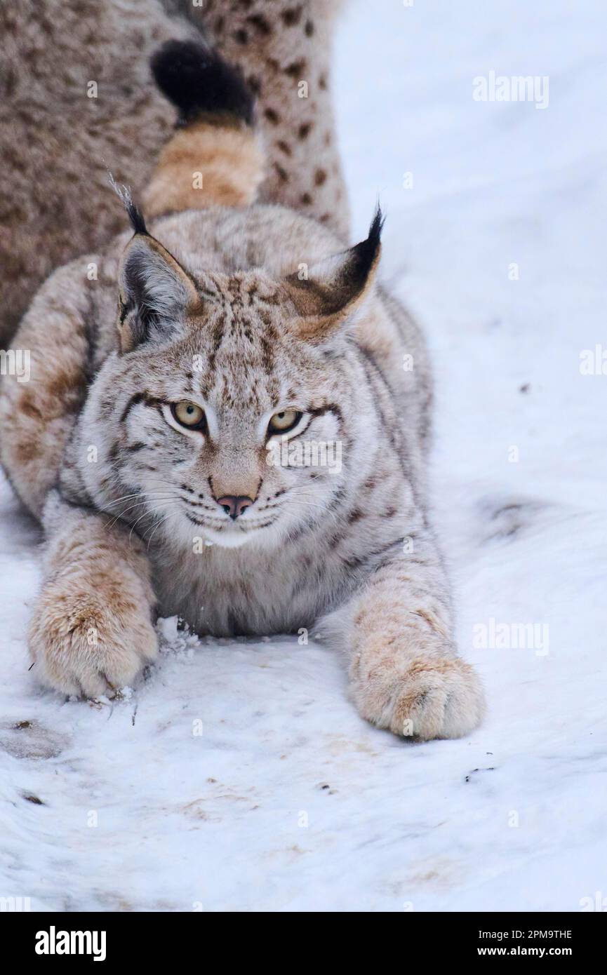 Eurasian lynx (Lynx lynx) lying in the snow, forest, Bavaria, Germany ...