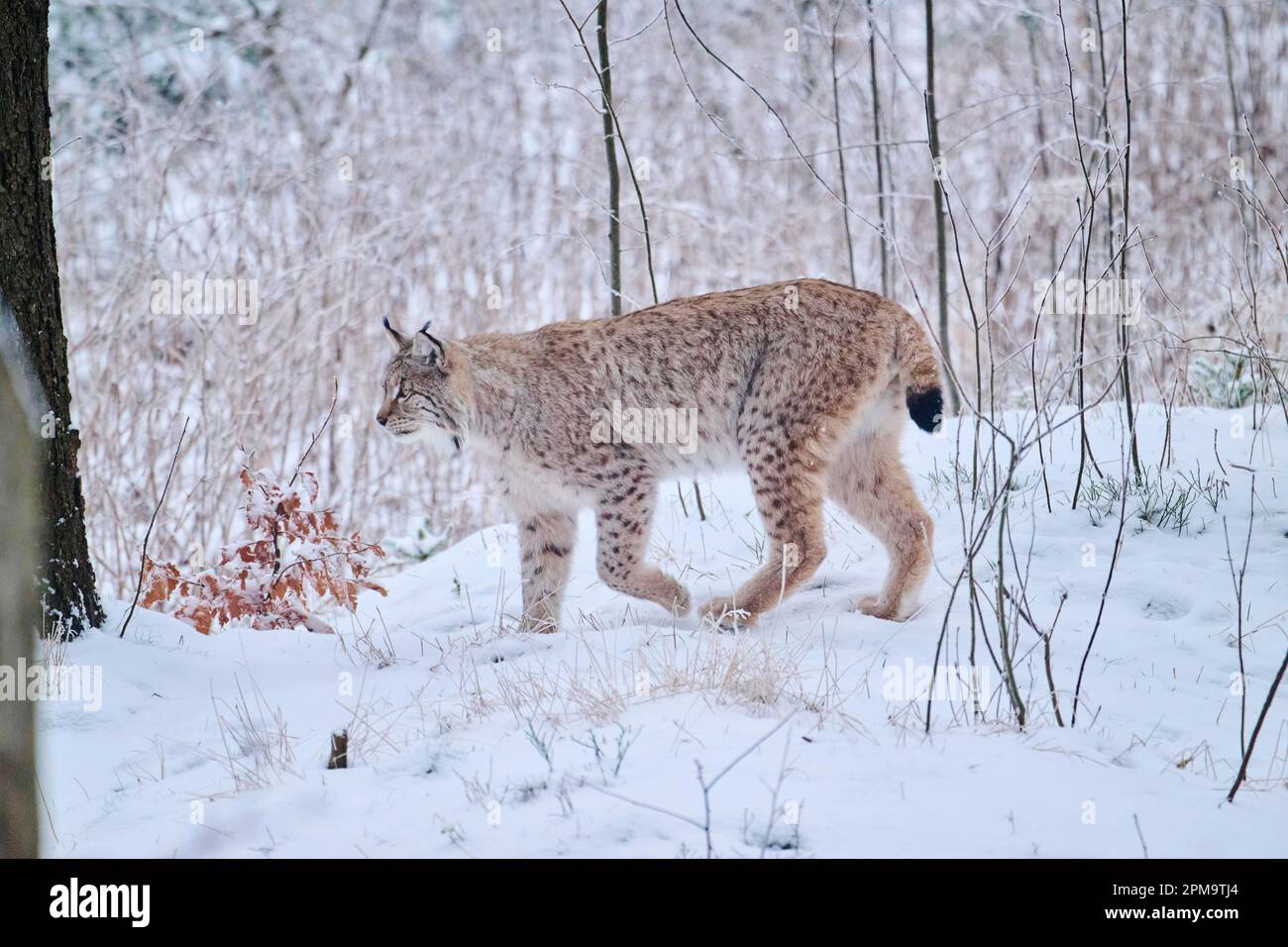 Eurasian lynx (Lynx lynx) walking in the snow, forest, Bavaria, Germany ...