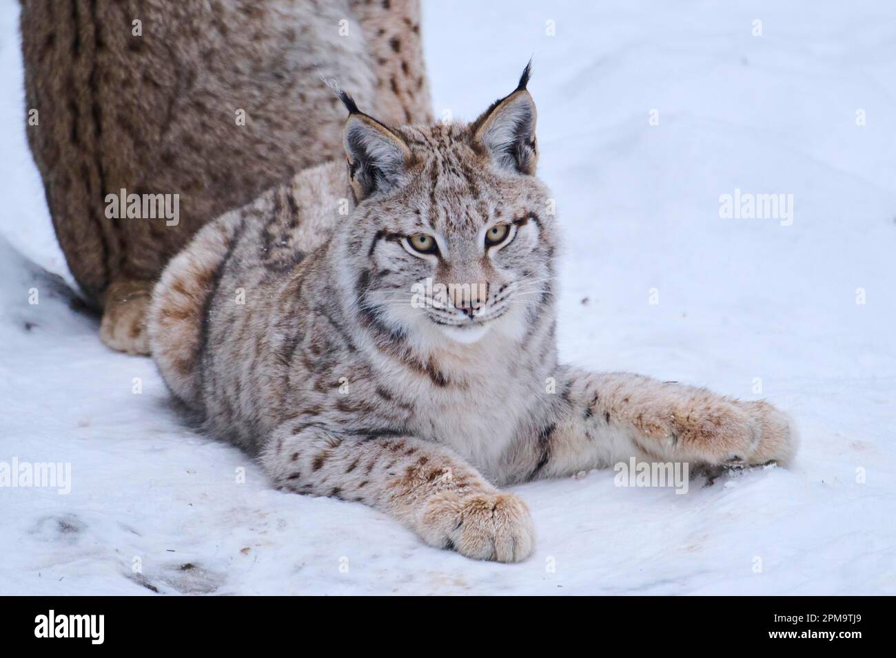 Eurasian lynx (Lynx lynx) lying in the snow, forest, Bavaria, Germany ...