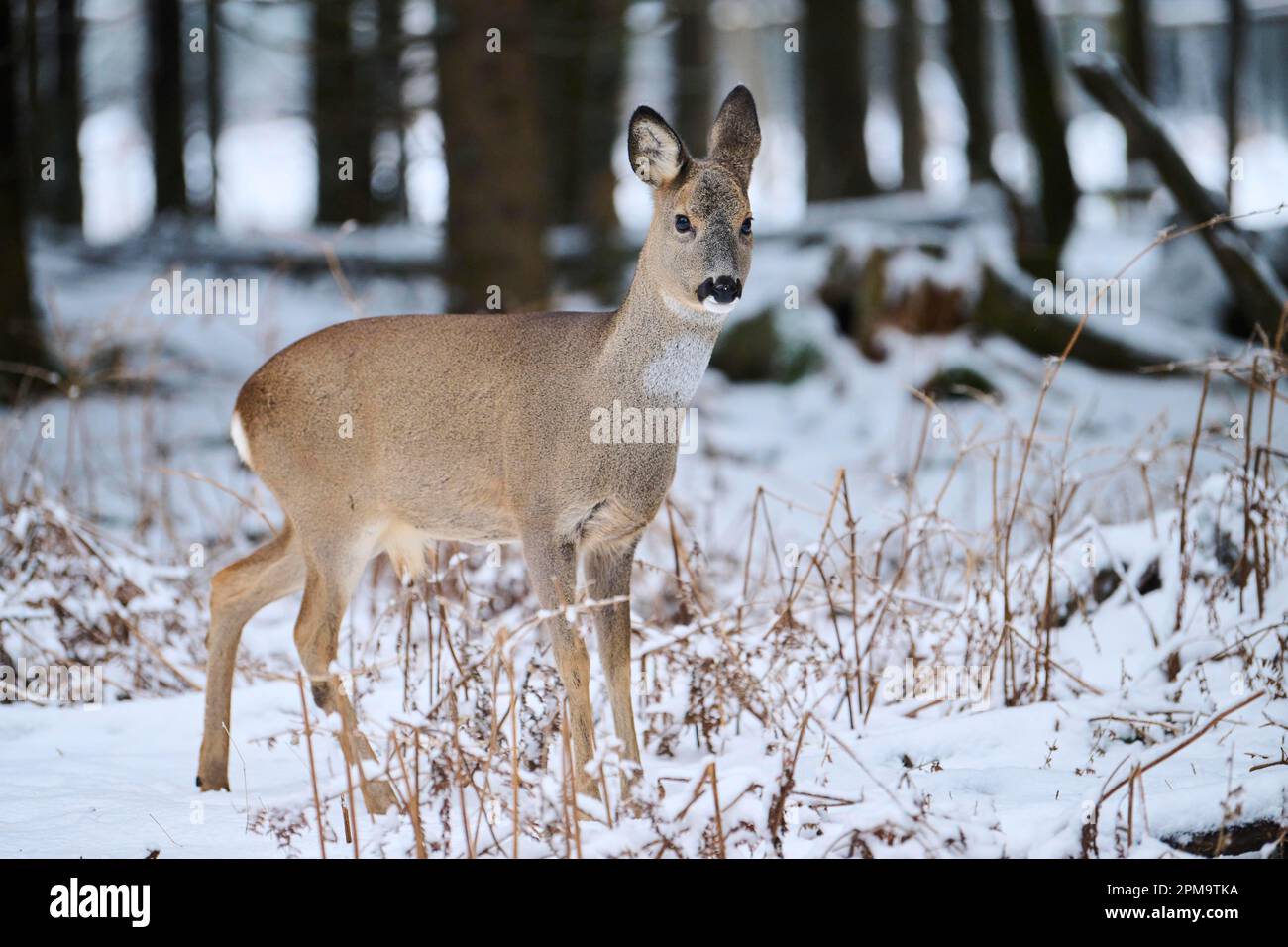 Roe deer (Capreolus capreolus) in a forest in winter, snow, Bavaria ...