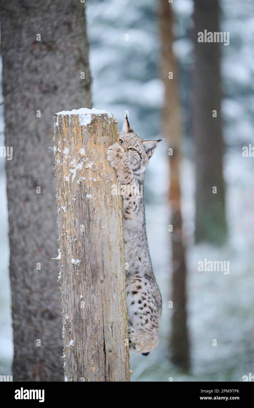 Eurasian lynx (Lynx lynx) climbing a tree, forest, Bavaria, Germany ...