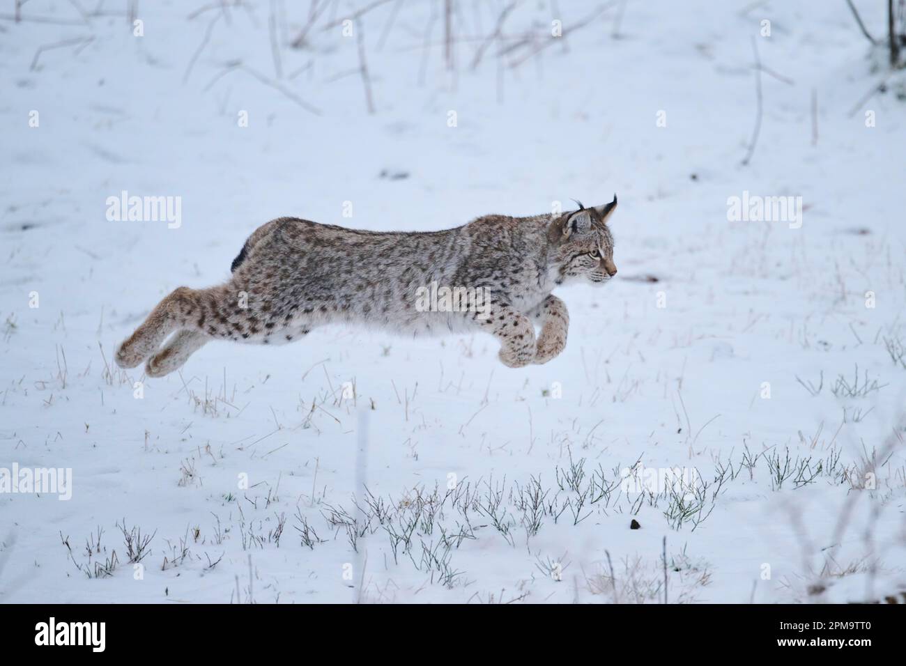 Eurasian lynx (Lynx lynx) jumping in the snow, forest, Bavaria, Germany ...