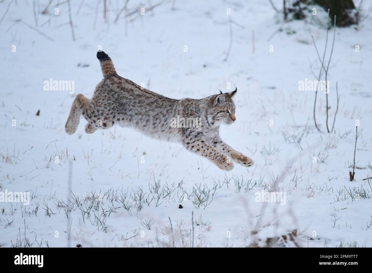 Eurasian lynx (Lynx lynx) jumping in the snow, forest, Bavaria, Germany ...