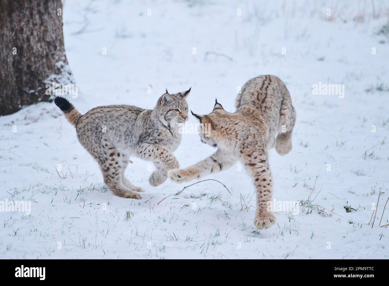 Eurasian lynx (Lynx lynx) playing in the snow, forest, Bavaria, Germany ...